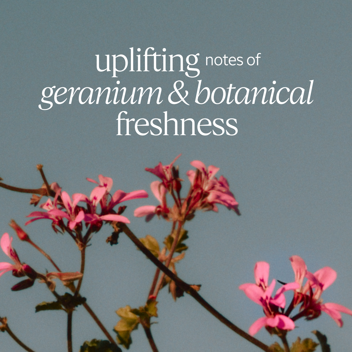 Verbena Geranium Eau De Toilette | Fragrances & Home