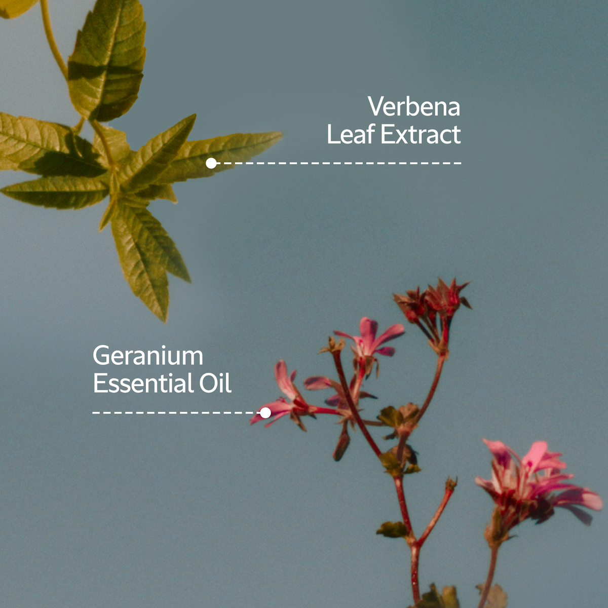 Verbena Geranium Eau De Toilette | Fragrances & Home